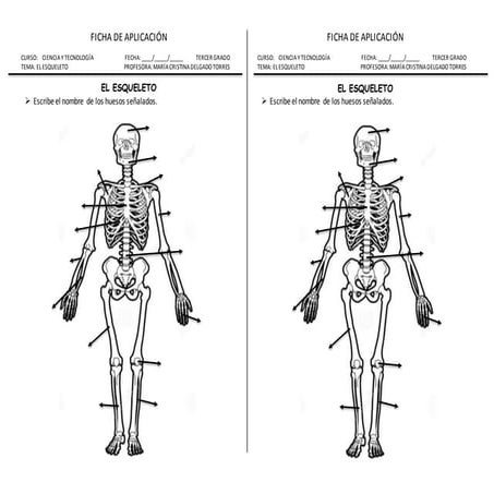 Hojas De Trabajo Sobre Huesos Para Anatomía