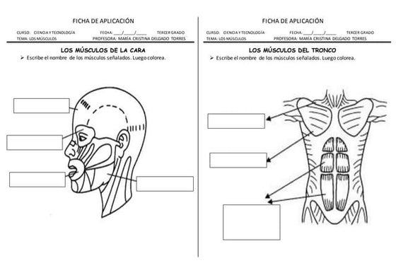 Hoja De Trabajo Sobre Los Tipos De Músculos Tipos Celulares. Muscular