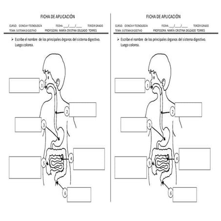Hojas De Trabajo Del Sistema Digestivo En Formato Pdf