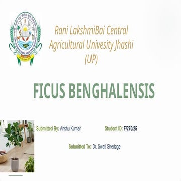 Knowlm about the Banyan tree taxonomy uses importance etc | DOCX
