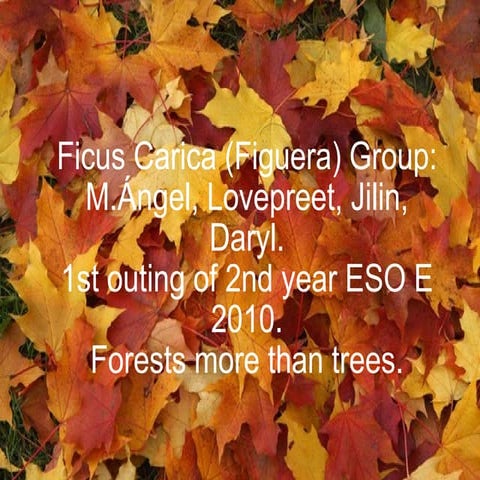 Ficus carica figuera_group_m_angel_lovep | PPT