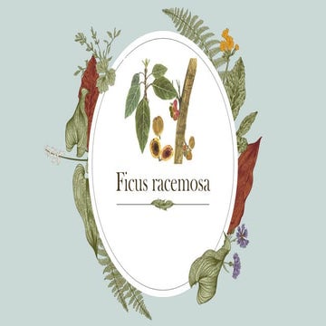 Ficus racemosa.Ashika.pptx for ethnobotical plant and shrubs | PPTX