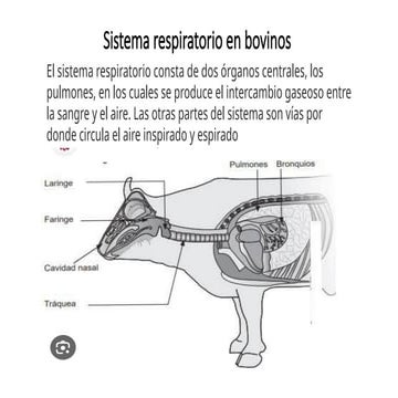 Anatomía y fisiología de los bovinos - sistema respiratorio | PPTX