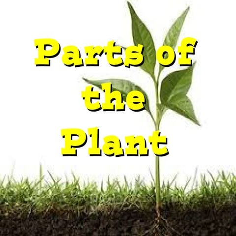 basic parts of a plant | PPT