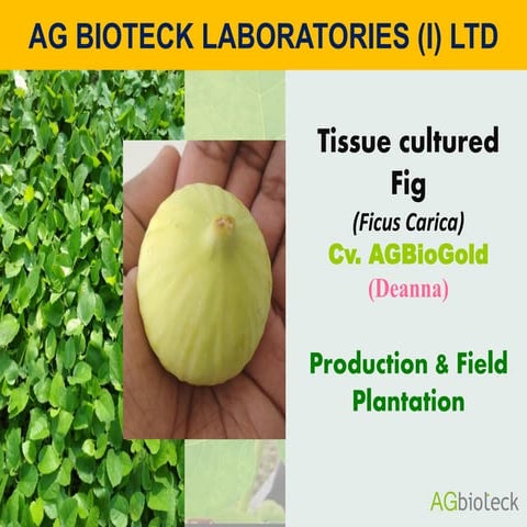 1. fig ppt | PPTX