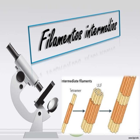 Filamentos intermedios | PPTX