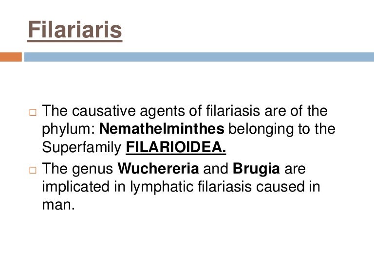 Filaria microbiology