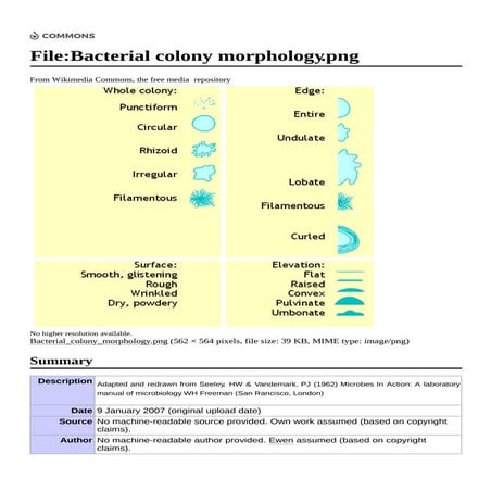 File bacterial colony_morphology.png(1) | PDF