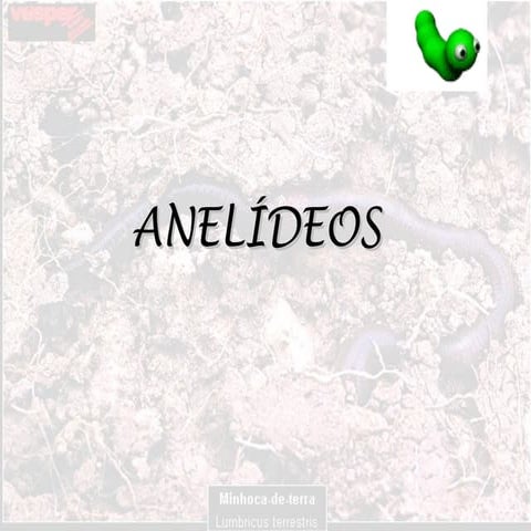 Filo anelídeos 01 características e anatomia | PPT