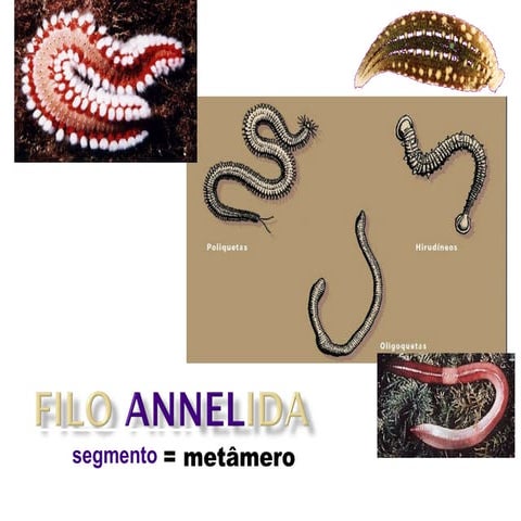 Filo annelida Aula 4 | PPT