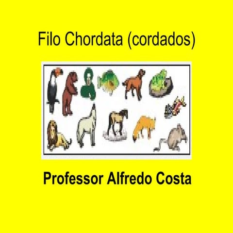 Filo chordata (cordados) | PPT