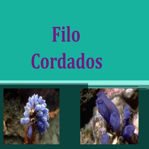 Filo Cordados | PPTX