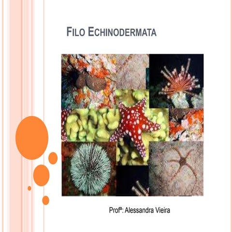 Filo echinodermata | PPT