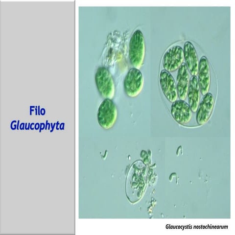 Filo glaucophyta & euglenophyta | PPT
