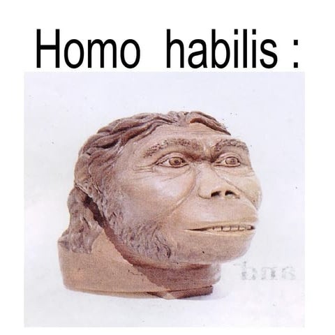 4 Homo Habilis | PPT