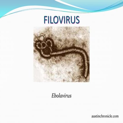 Filovirus | PPTX