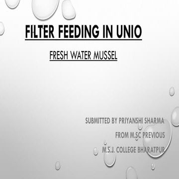 filter feeding in molluscs (invertebrates) | PDF