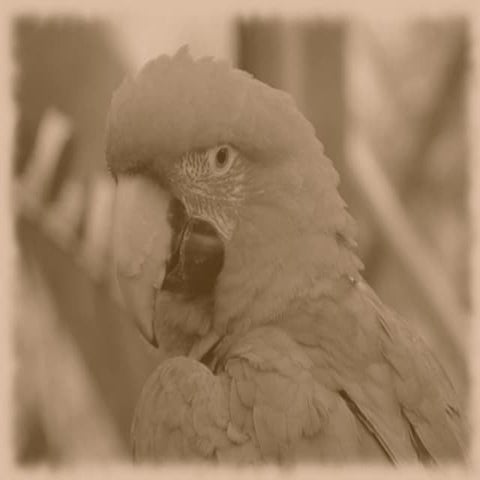 Filtros del loro practica 17 | PPT