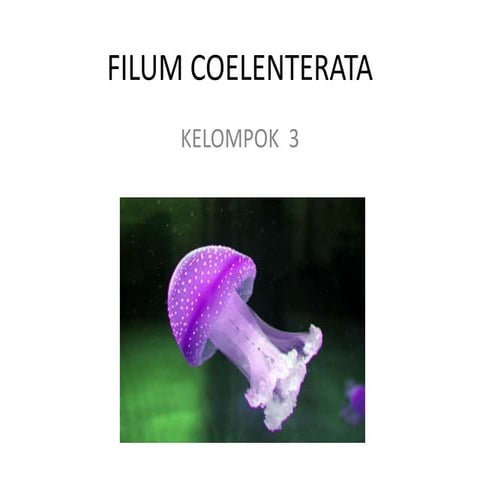 Filum coelenterata | PPT