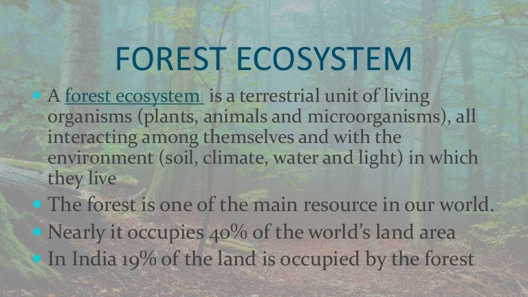 Forest Ecosystem Facts