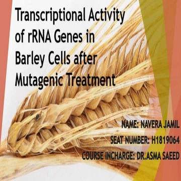 Transcriptional Activity of rRNA Genes in Barley Cells after Mutagenic ...
