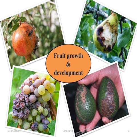 Pre-harvest fruit bagging in major fruit crops | PPTX