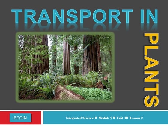 Transport_Systems_in_Plants for the 8th grade.pptx