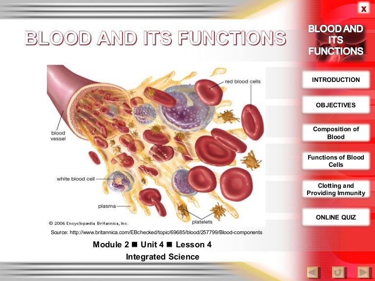 The 5 Functions Of Blood