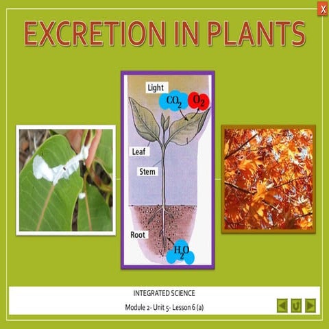 Integrated Science M2 Excretion in plants | PPT