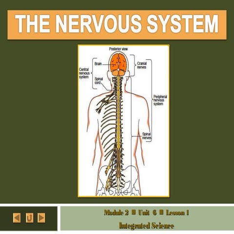 Integrated Science M2 The Nervous System | PPT