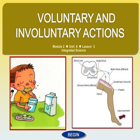 Integrated Science M2 Voluntary and Involuntry Actions | PPT | Brain ...