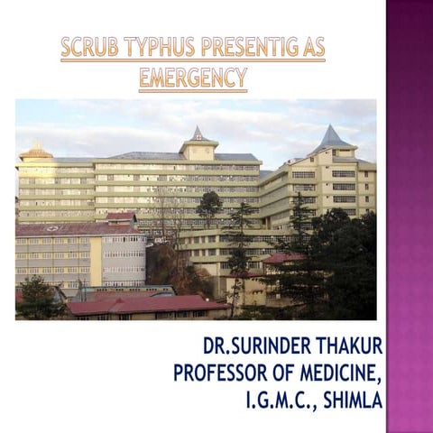 Scrub typhus | PPT