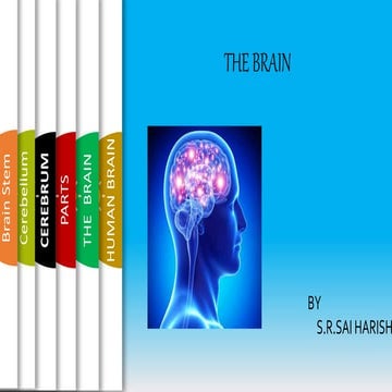 THE BRAIN FOR KIDS | PPTX