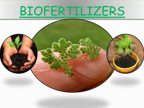 Production of Biofertilizers | PPT