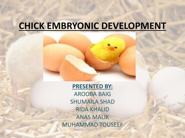Development of chick | PDF