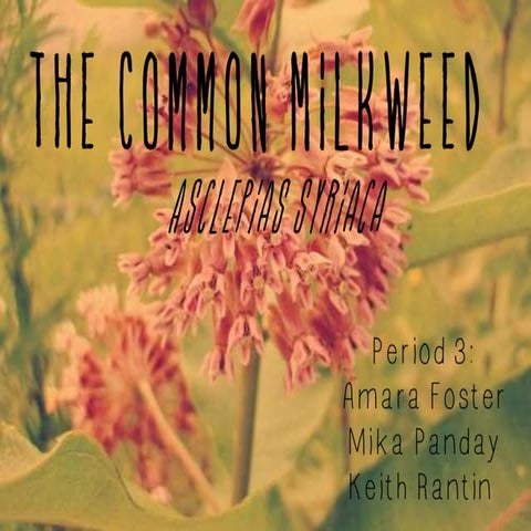 Final common milkweed powerpoint | PPTX