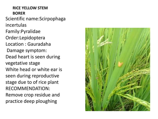 Insect pest of rice | PPTX