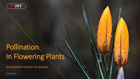 POLLINATION :Biology Investigatory project | DOCX