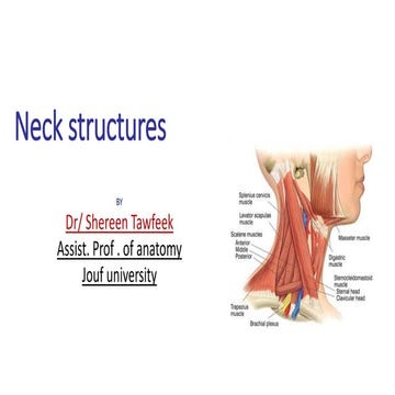 TRIANGLES OF NECK | PDF