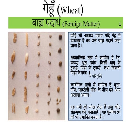 FINAL Pictorial Depiction of wheat....pptx