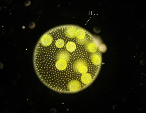 How to write a critique | PPT