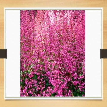 Final project slide show | PPT