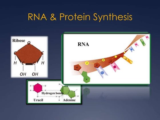 Transcription in prokaryotes and eukaryotes | DOCX | Chemistry | Science