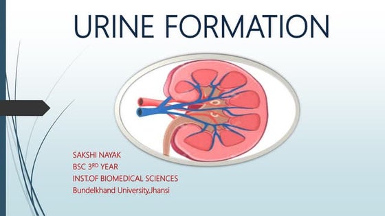 Physiology of Urine Formation | PPTX