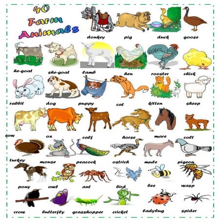 Find 40 Farm Animals.. | DOC | Birds | Pets
