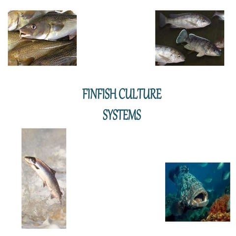 Fin fish culture systems.ppt commercial important | PPT