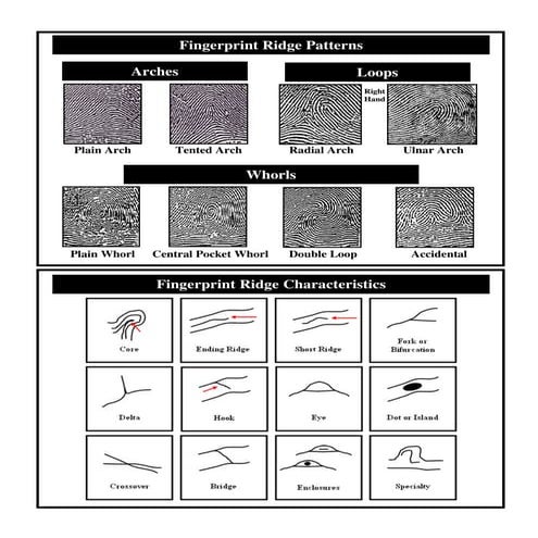 Finger print guide | PDF