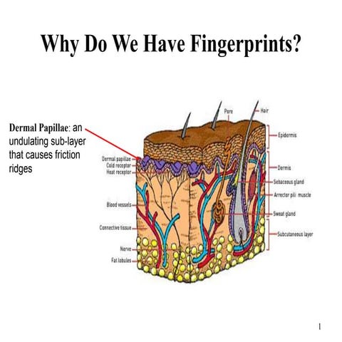 Introduction to Fingerprints | PPTX