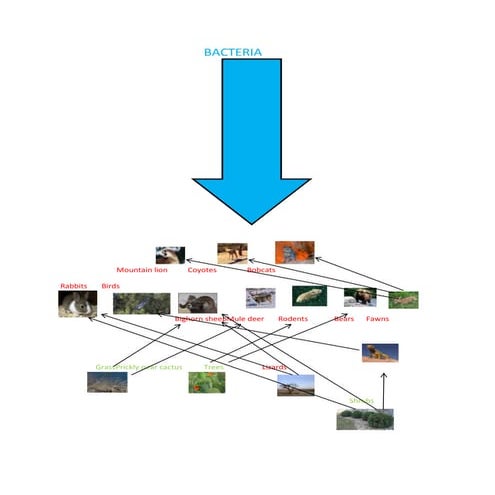 Finished food web | DOCX