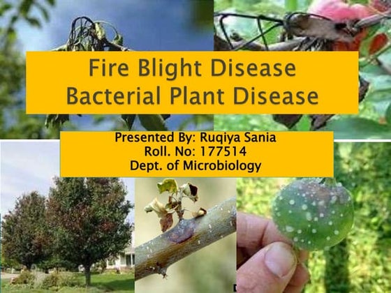 Utah Pests Fact Sheet- Fire Blight | PDF